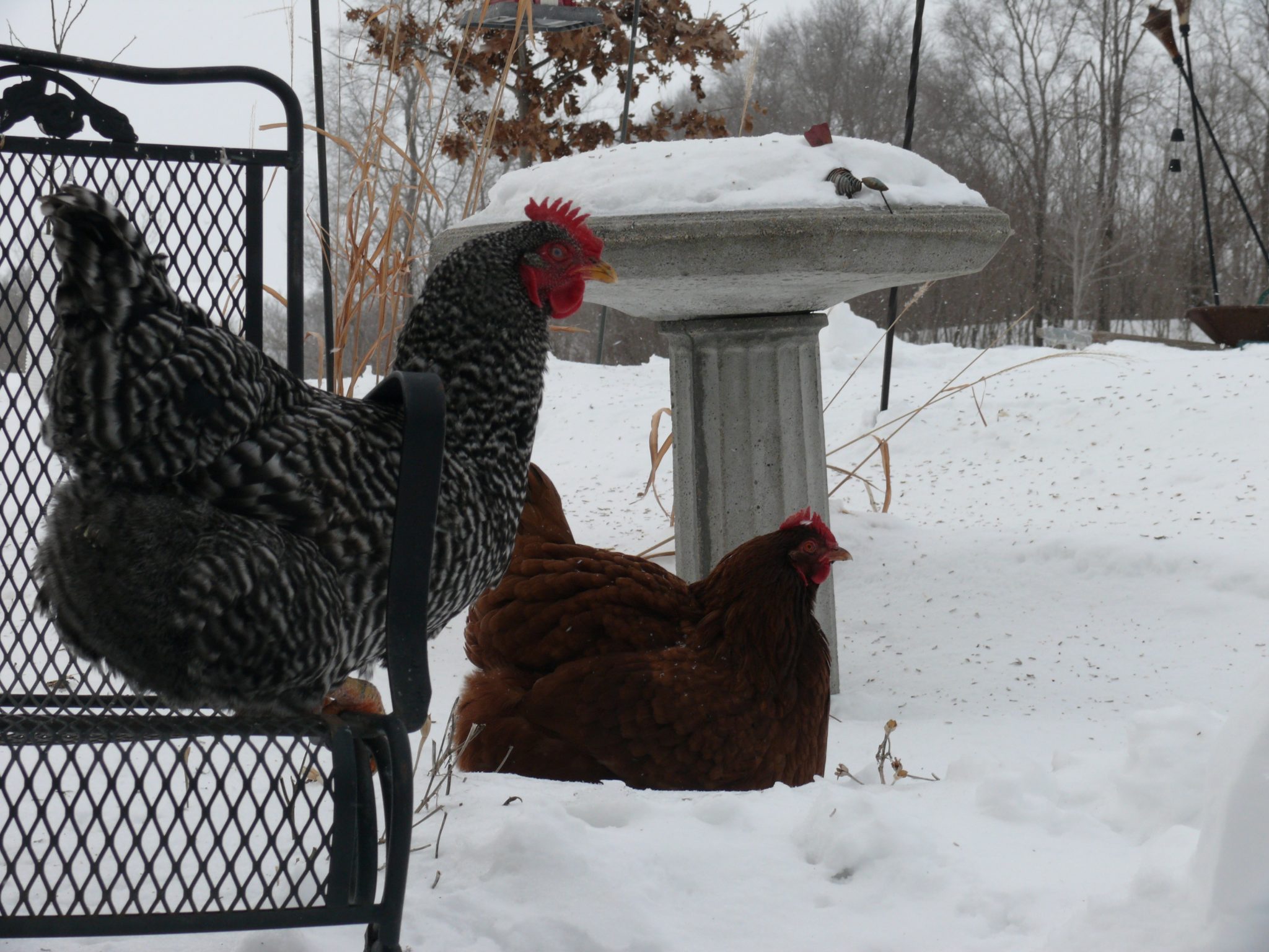 Let it Snow! - Backyard Poultry